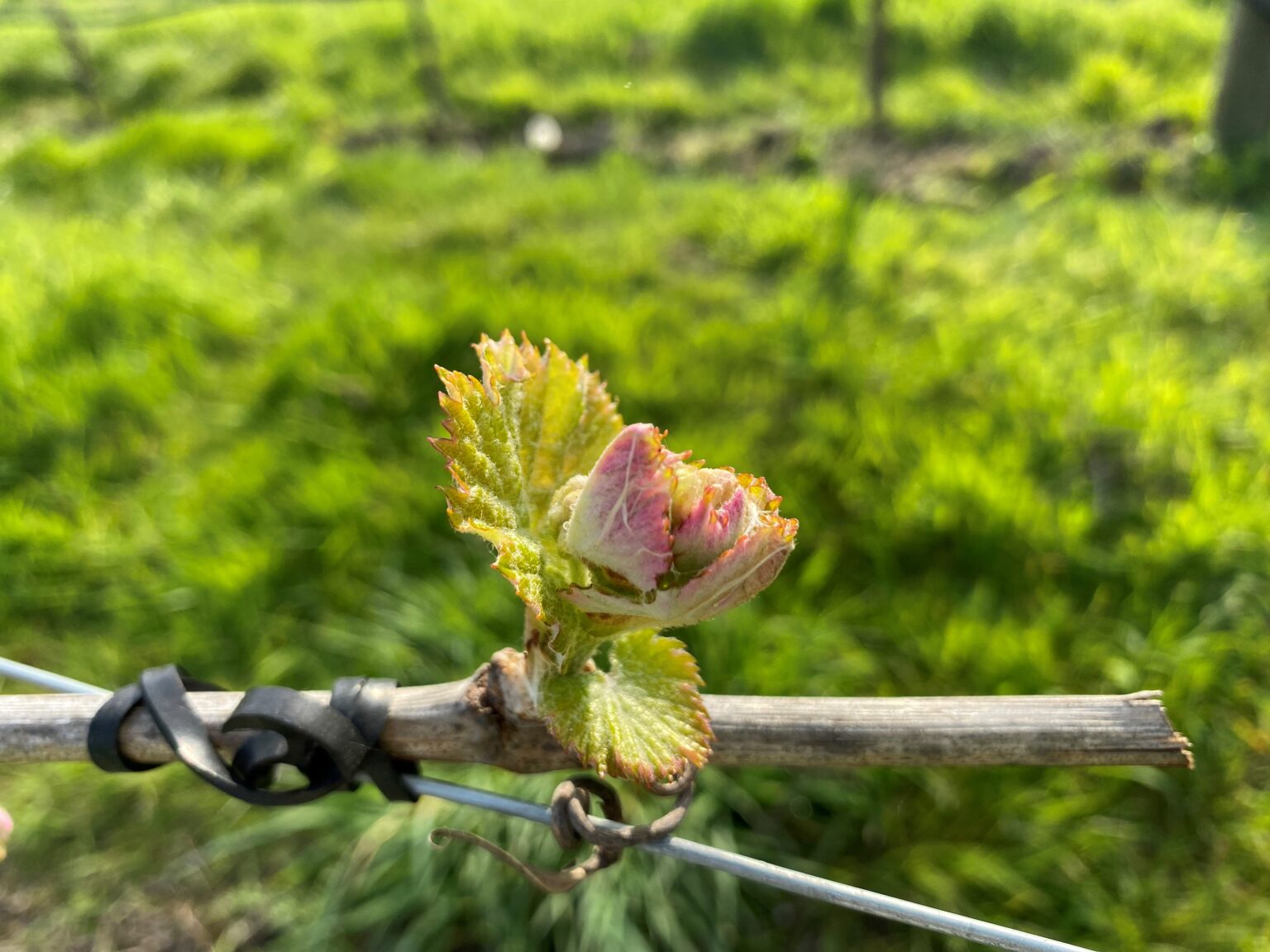 Vineyard Training Workshops Midlands & Wales - Early Summer Pruning ...