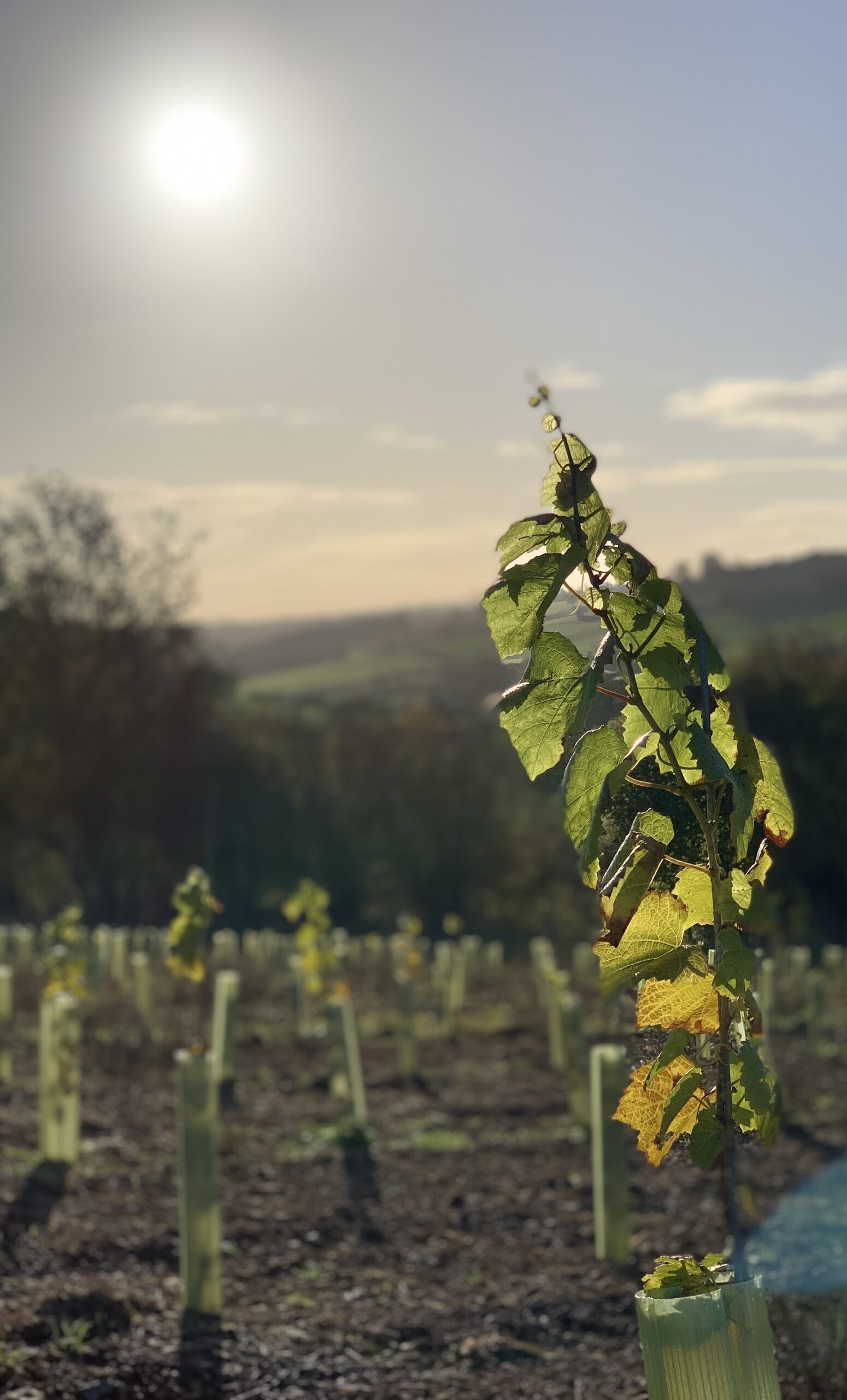 Vineyard Training Workshops Midlands & Wales - Planting Vines - WineGB